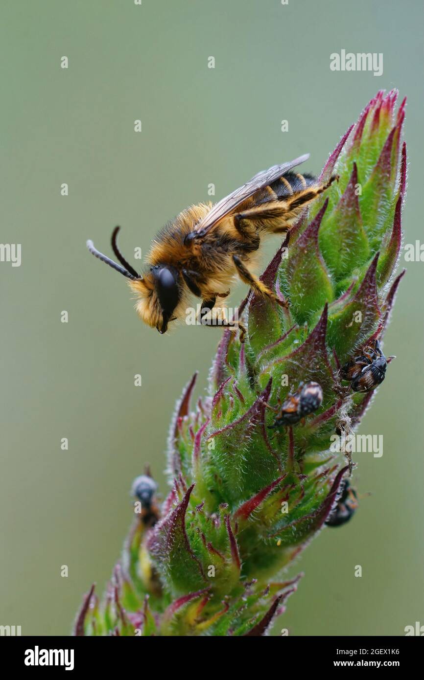 Vertical shot of a Macropis europaea bee sitting on a plant Stock Photo ...