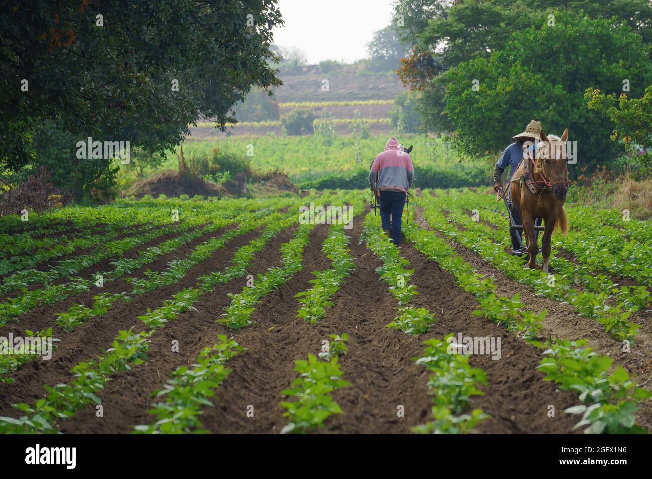 Closeup shot of Hispanic male farming on the plantation with growing ...