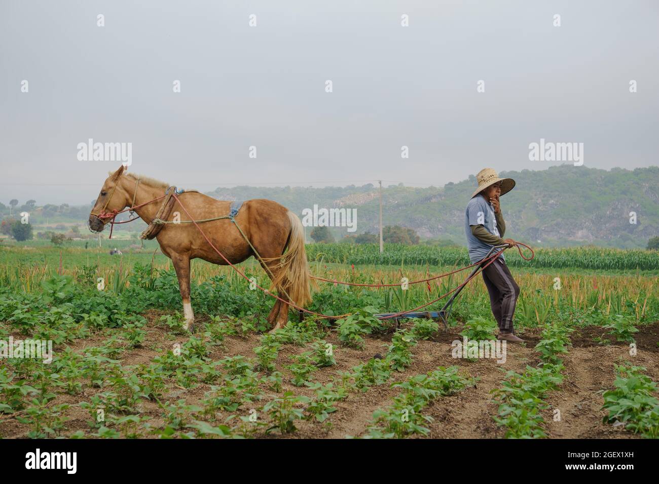 Closeup shot of Hispanic male farming on the plantation with growing ...