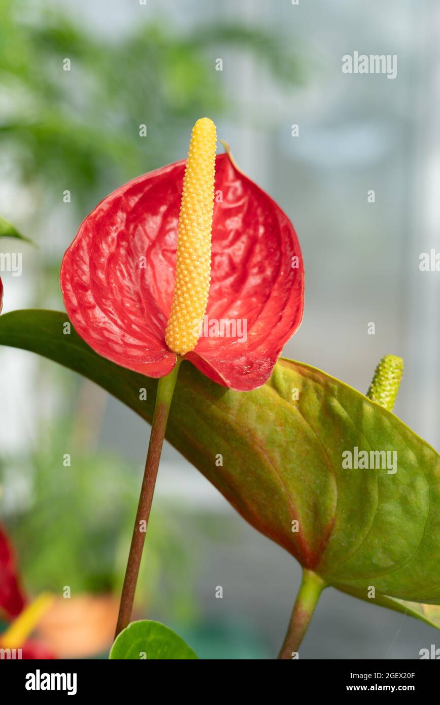 Bright red and yellow anthurium flower Stock Photo - Alamy