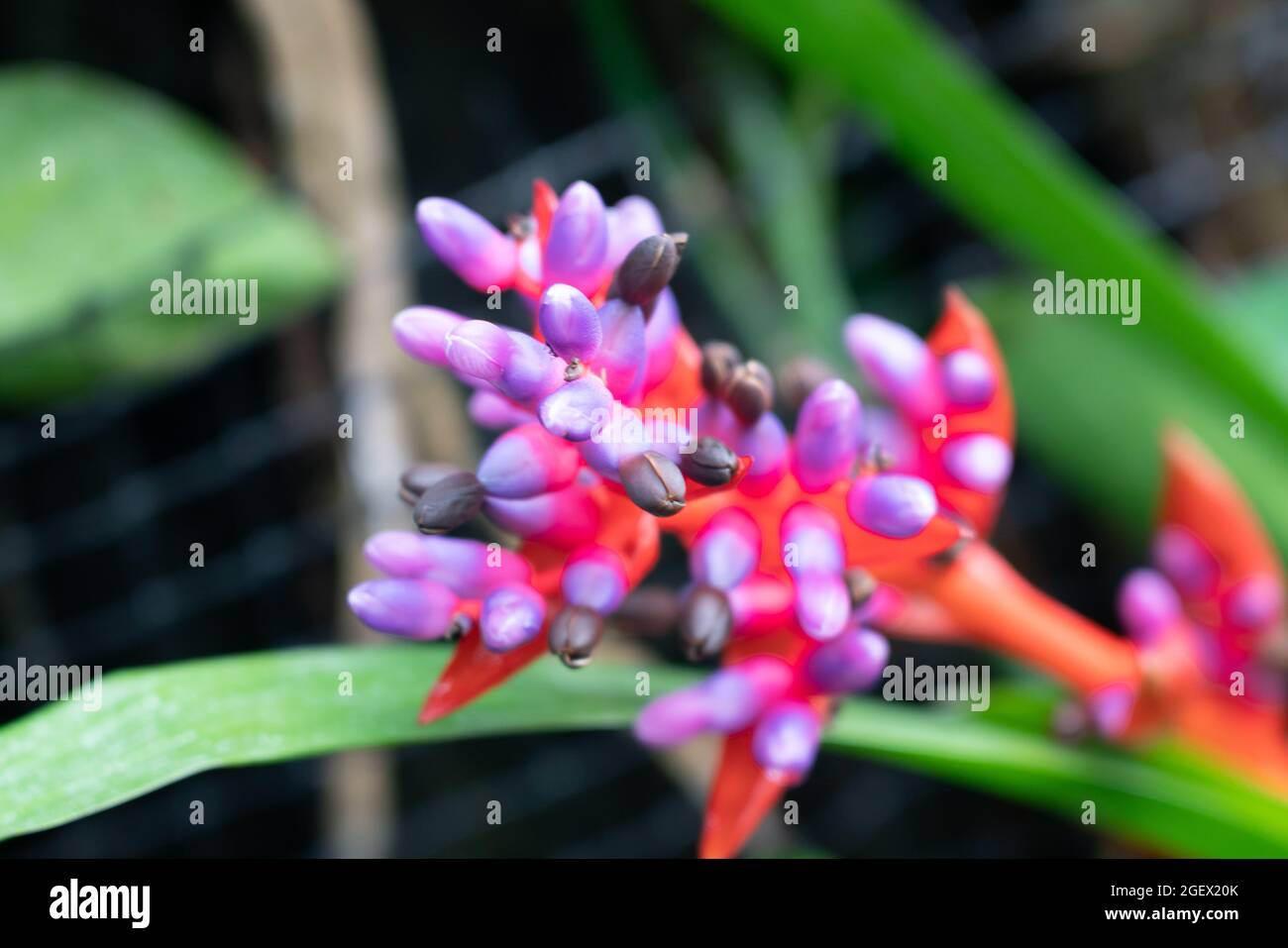 Red and blue bromeliad flower Stock Photo - Alamy