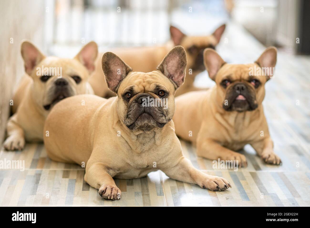 Group of French bulldogs lying on the floor Stock Photo - Alamy