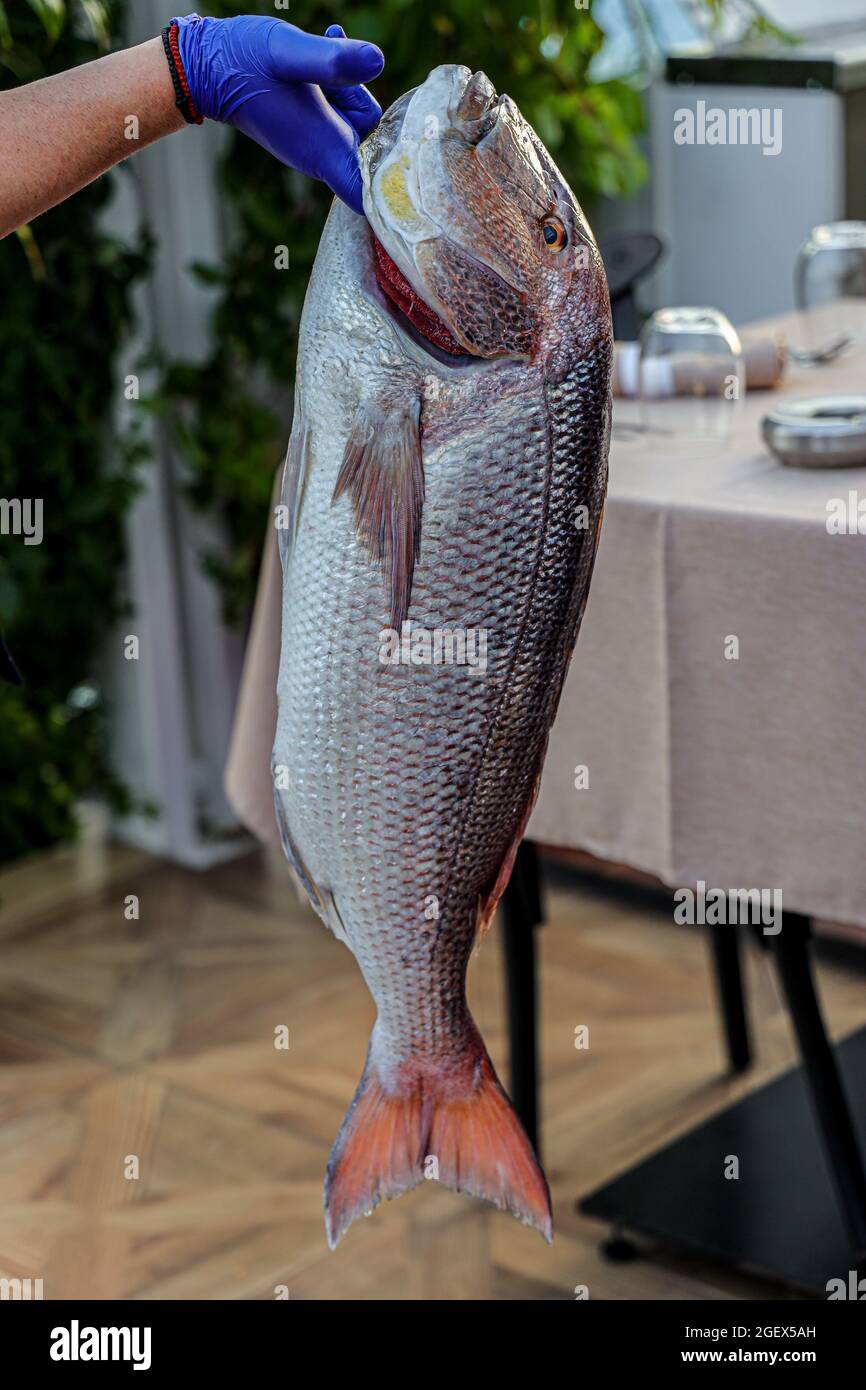 Vertical shot of a gloved person holding a giant dead fish in a ...