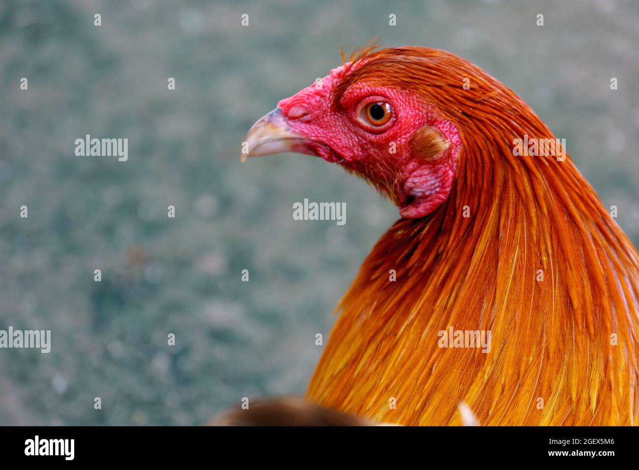 Red rooster for cock fighting in the Philippines Stock Photo - Alamy