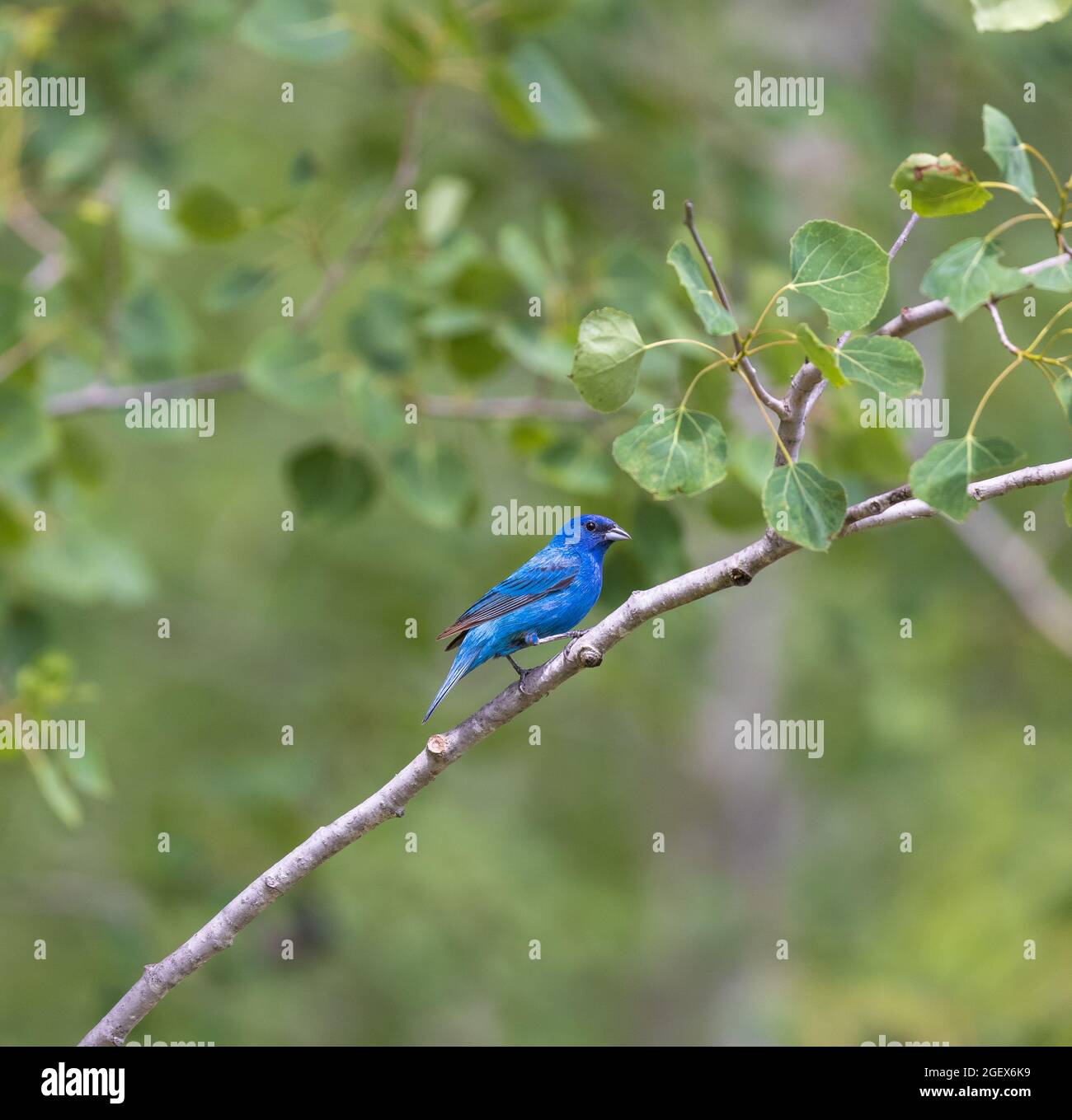 Indigo bunting in northern Wisconsin Stock Photo - Alamy