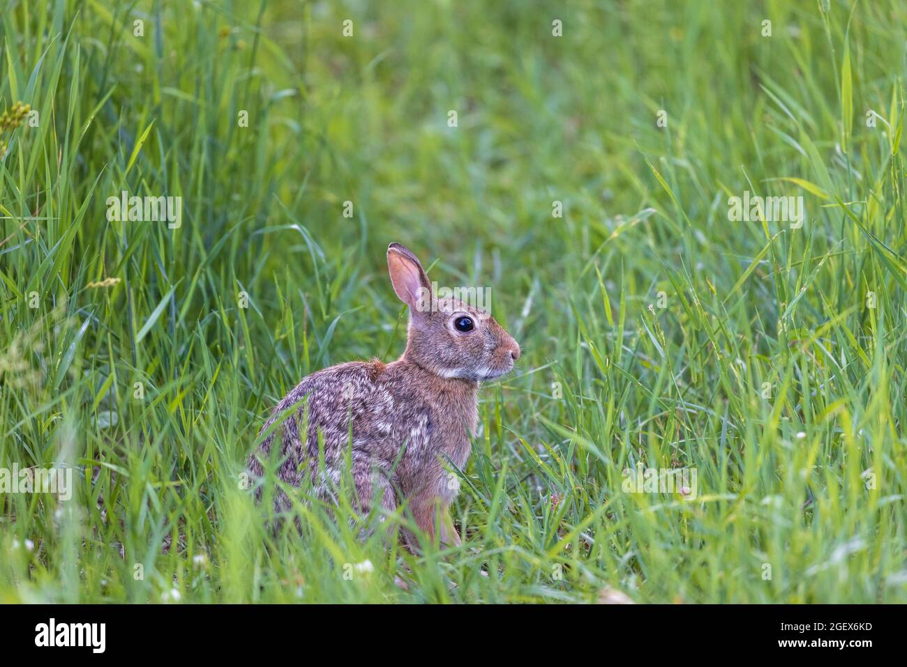 Cottontail feeding hi-res stock photography and images - Alamy
