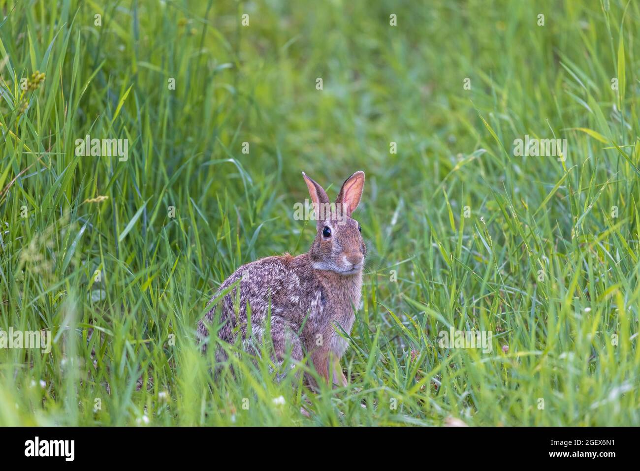 Eastern cottontail rabbit in a northern Wisconsin meadow Stock Photo ...