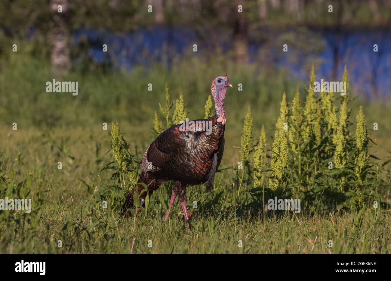 Tom turkey hi-res stock photography and images - Alamy