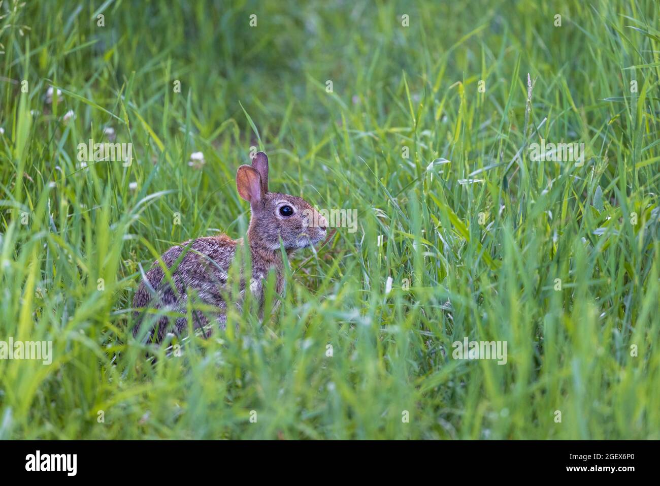 North american cottontail hi-res stock photography and images - Alamy