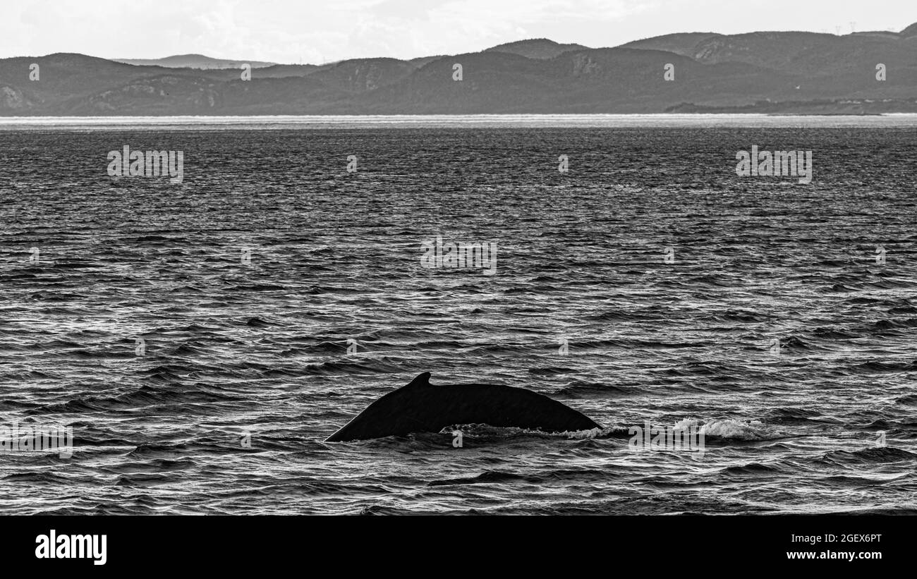Blue whale canada Black and White Stock Photos & Images - Alamy