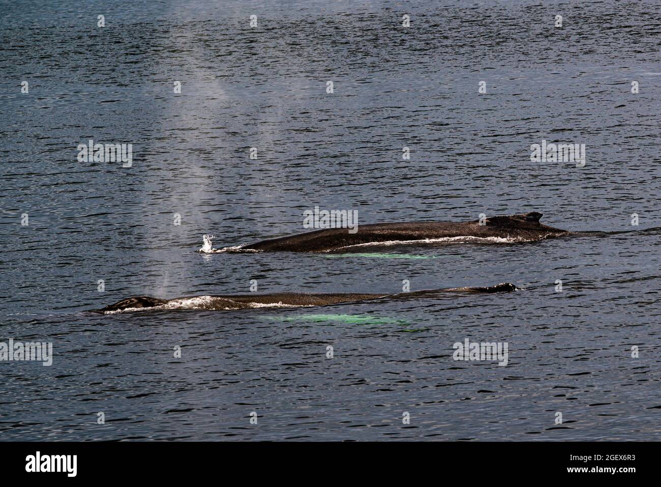 Whale blubber canada hi-res stock photography and images - Alamy