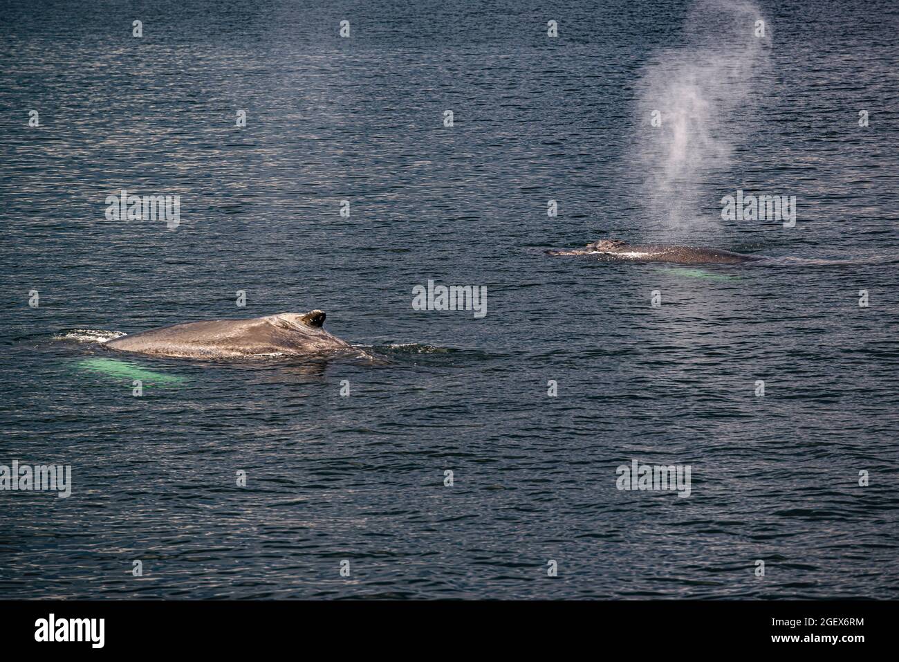 Canada atlantic zodiac hi-res stock photography and images - Alamy