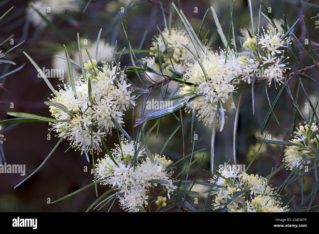Phebalium hi-res stock photography and images - Alamy