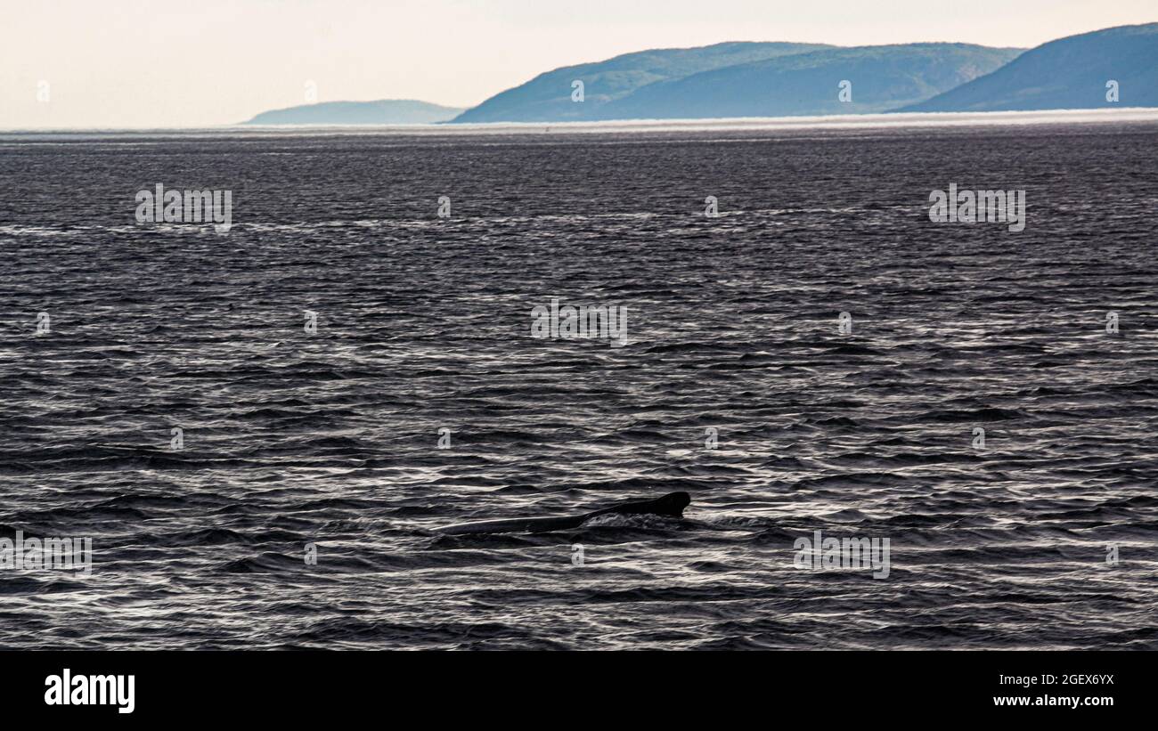 Whale blubber canada hi-res stock photography and images - Alamy