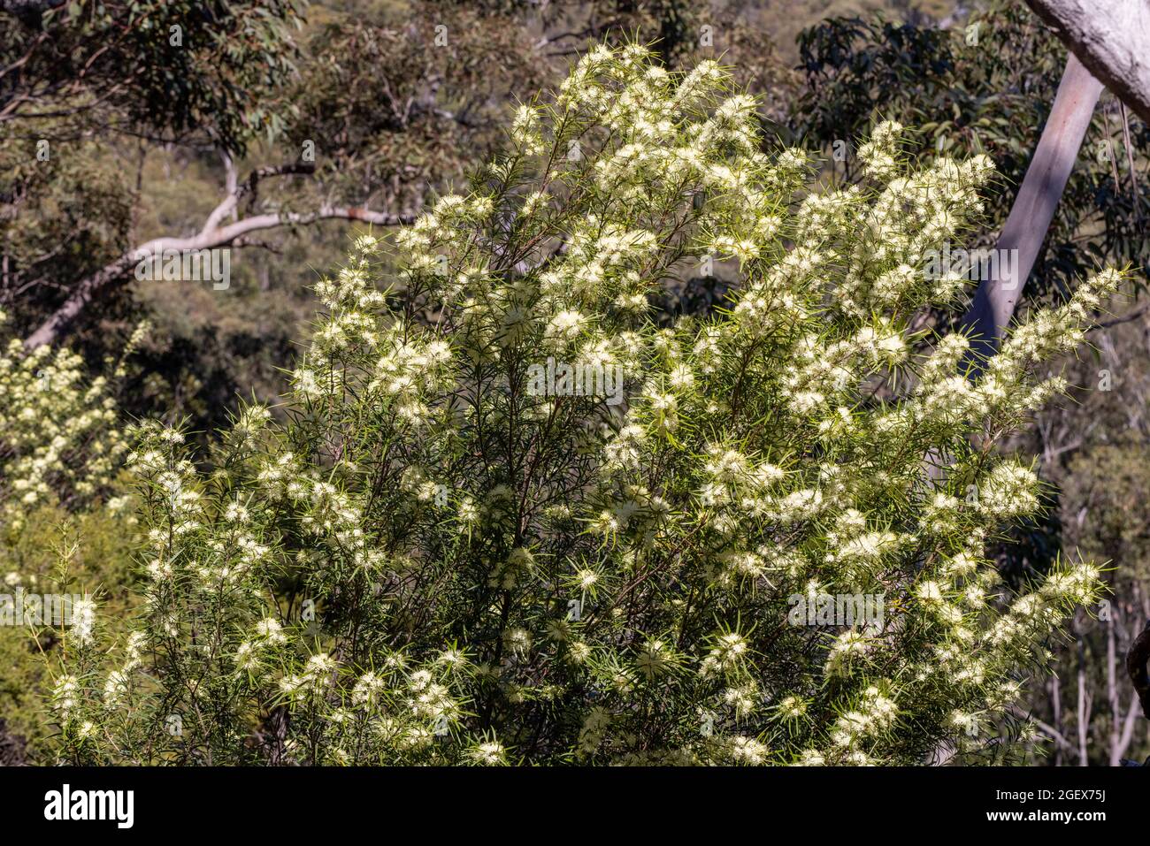 Australian native Toothed phebalium plant in flower Stock Photo - Alamy