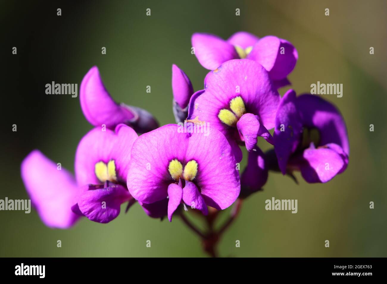 Native sarsaparilla hi-res stock photography and images - Alamy