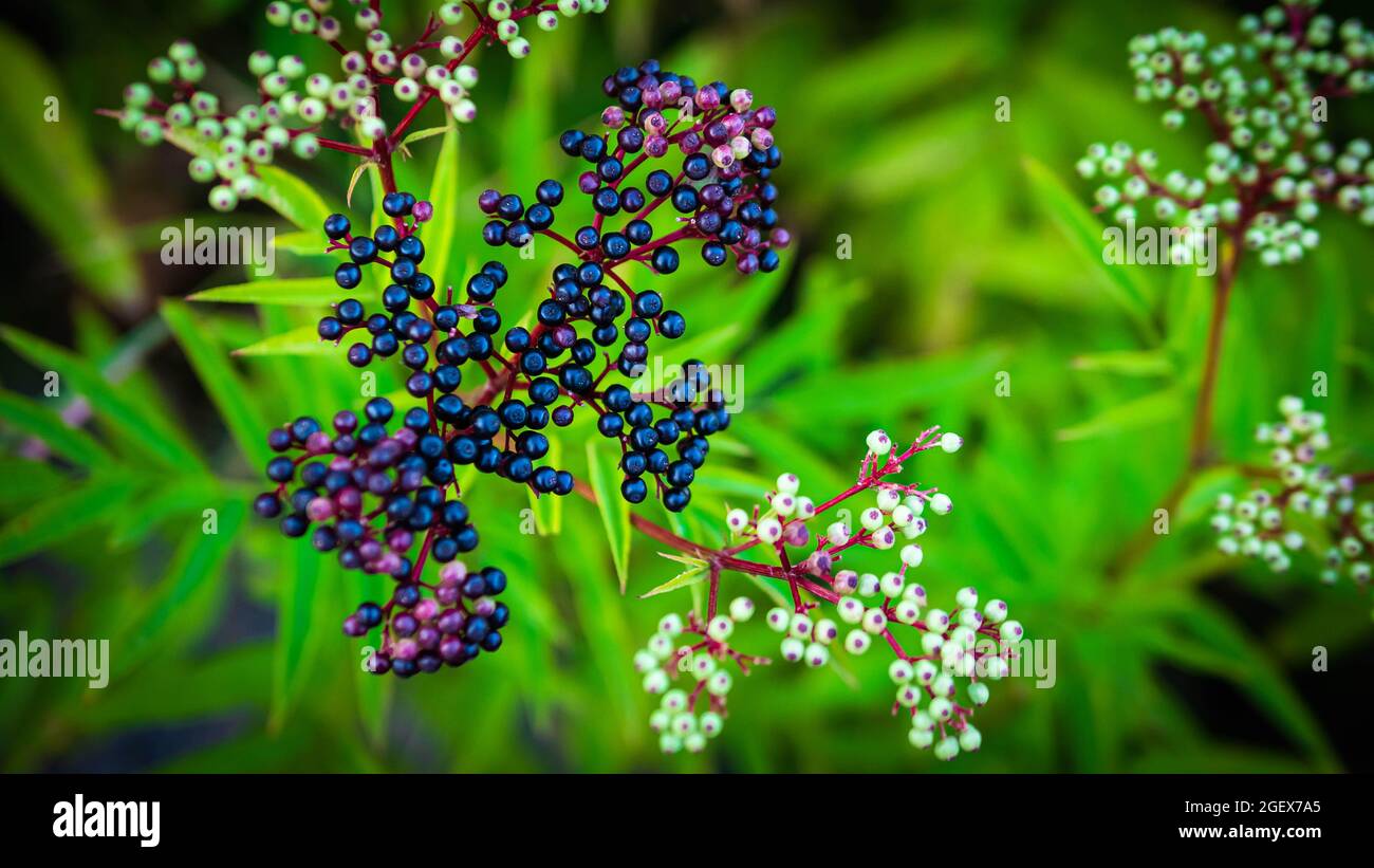 Elderberry plantation hi-res stock photography and images - Alamy