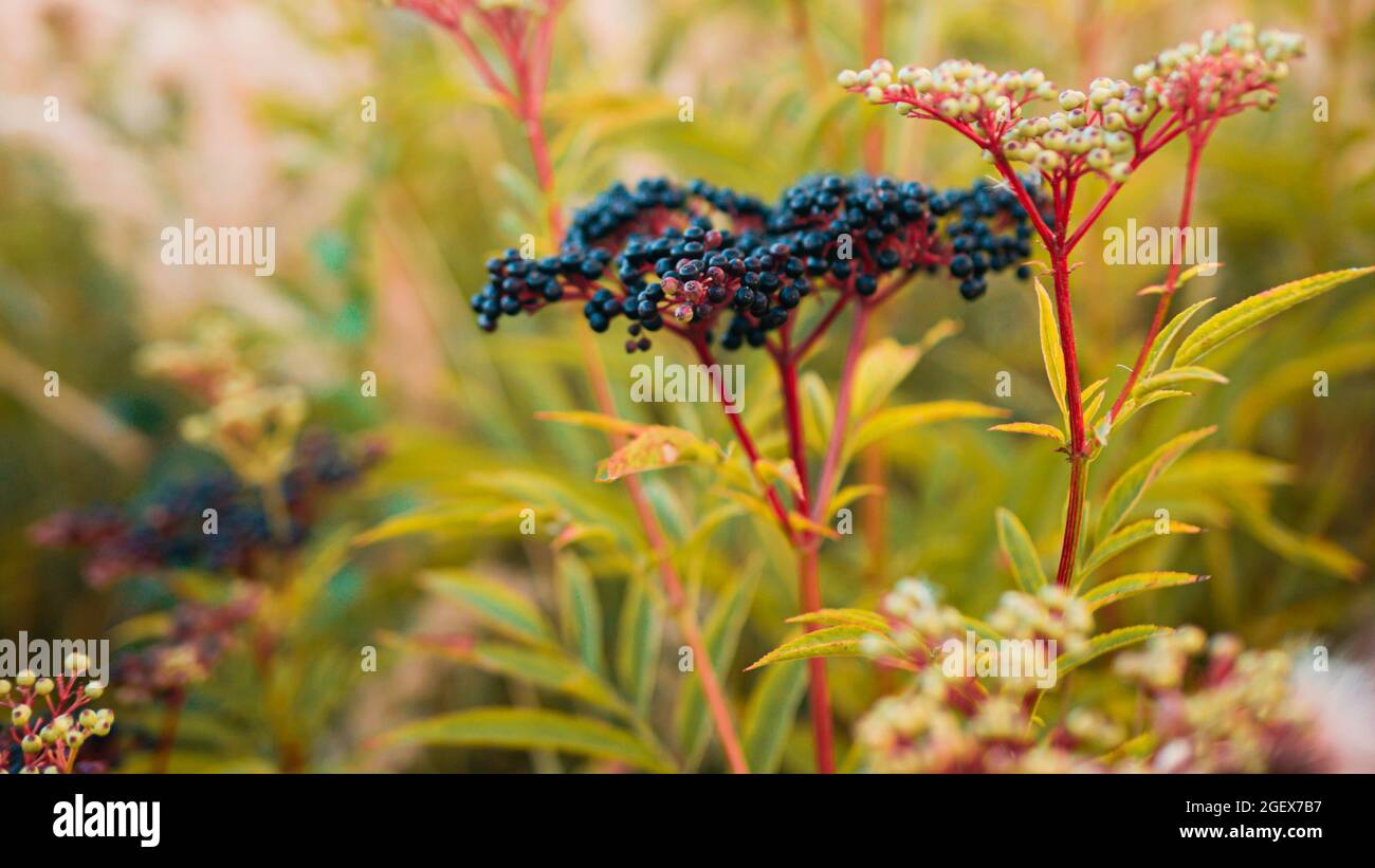 Elderberry plantation hi-res stock photography and images - Alamy