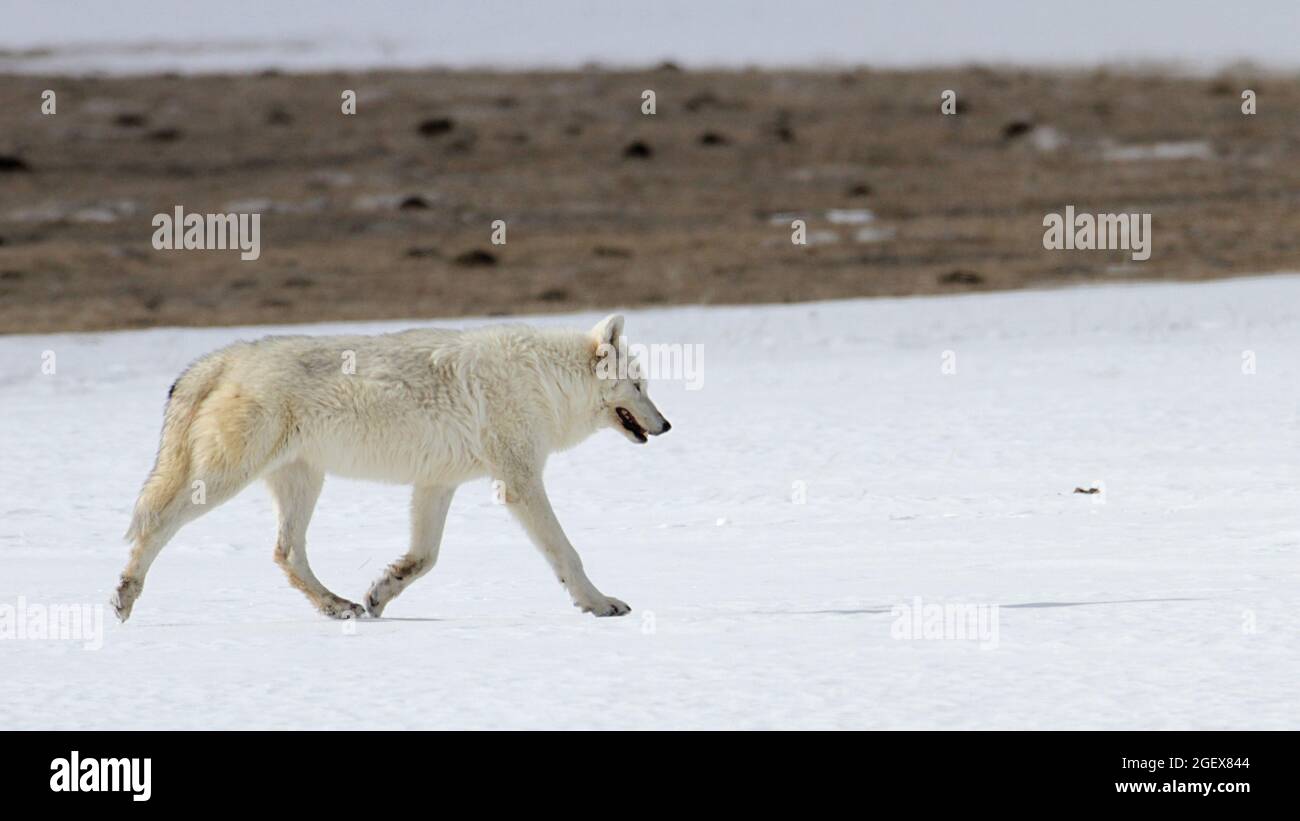 Wolf pack alpha female hi-res stock photography and images - Alamy