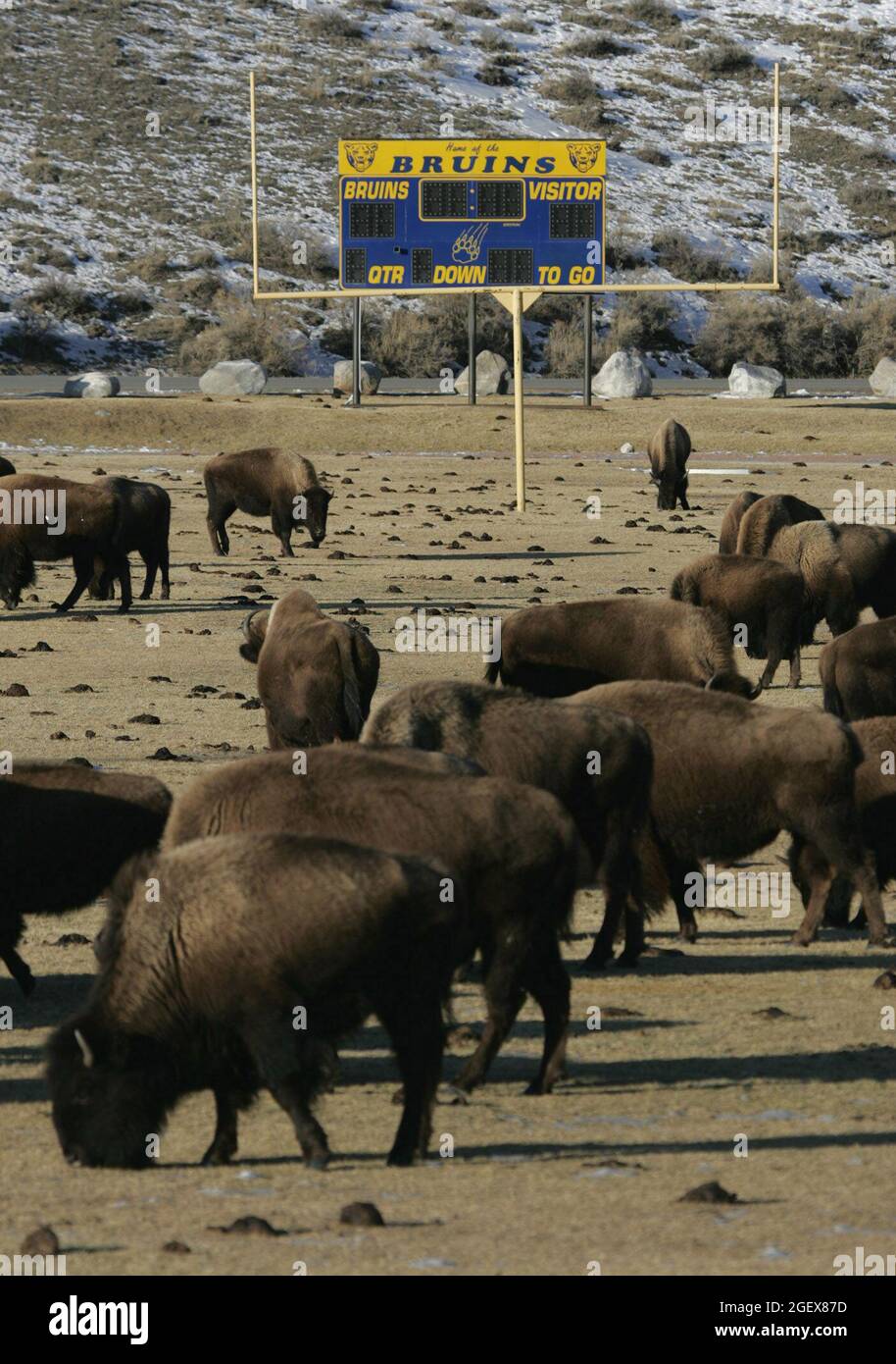 Bison grazing on football field hi-res stock photography and images - Alamy