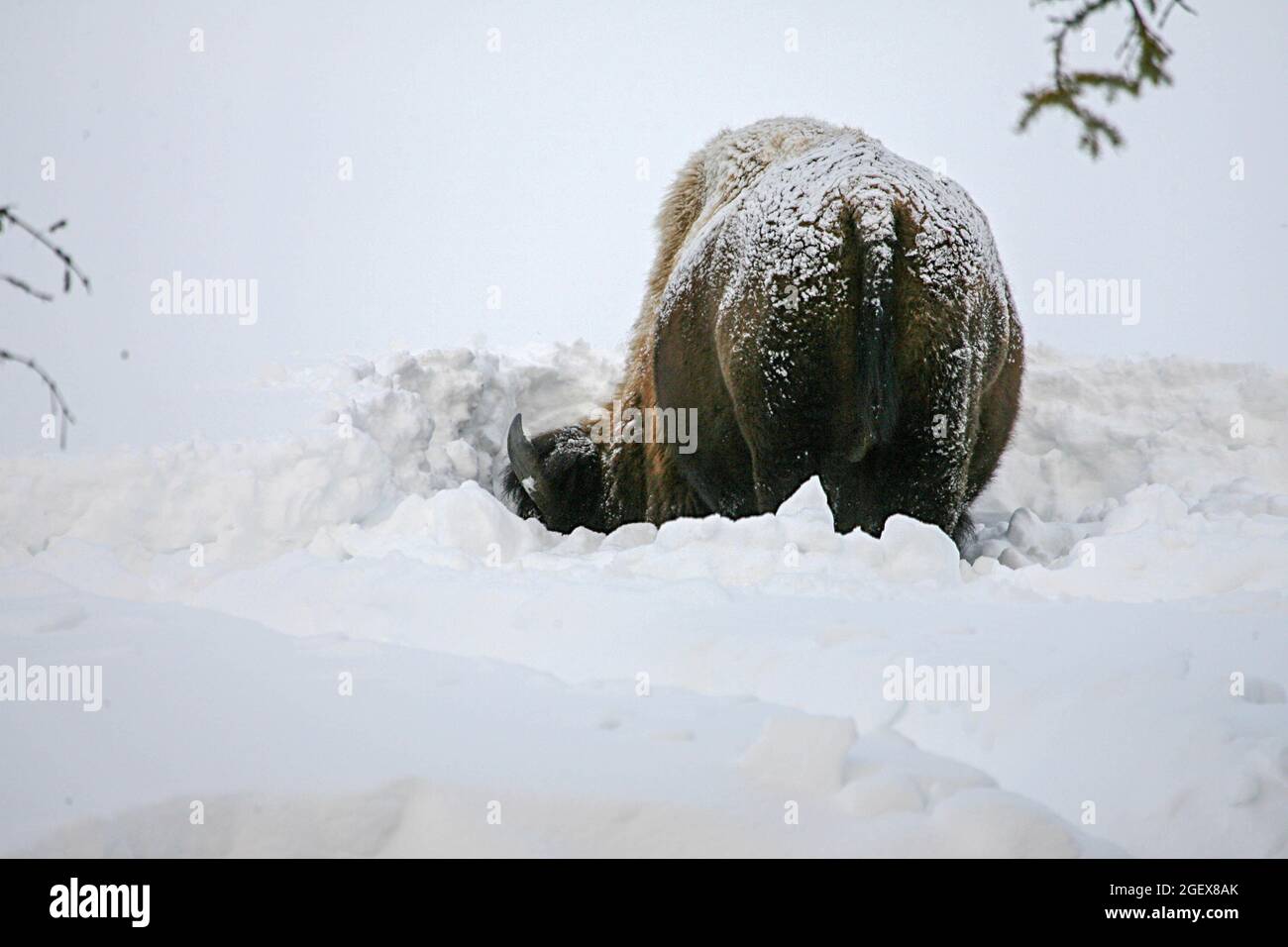 A single bison grazing in deep snow in Round Prairie in Yellowstone ...