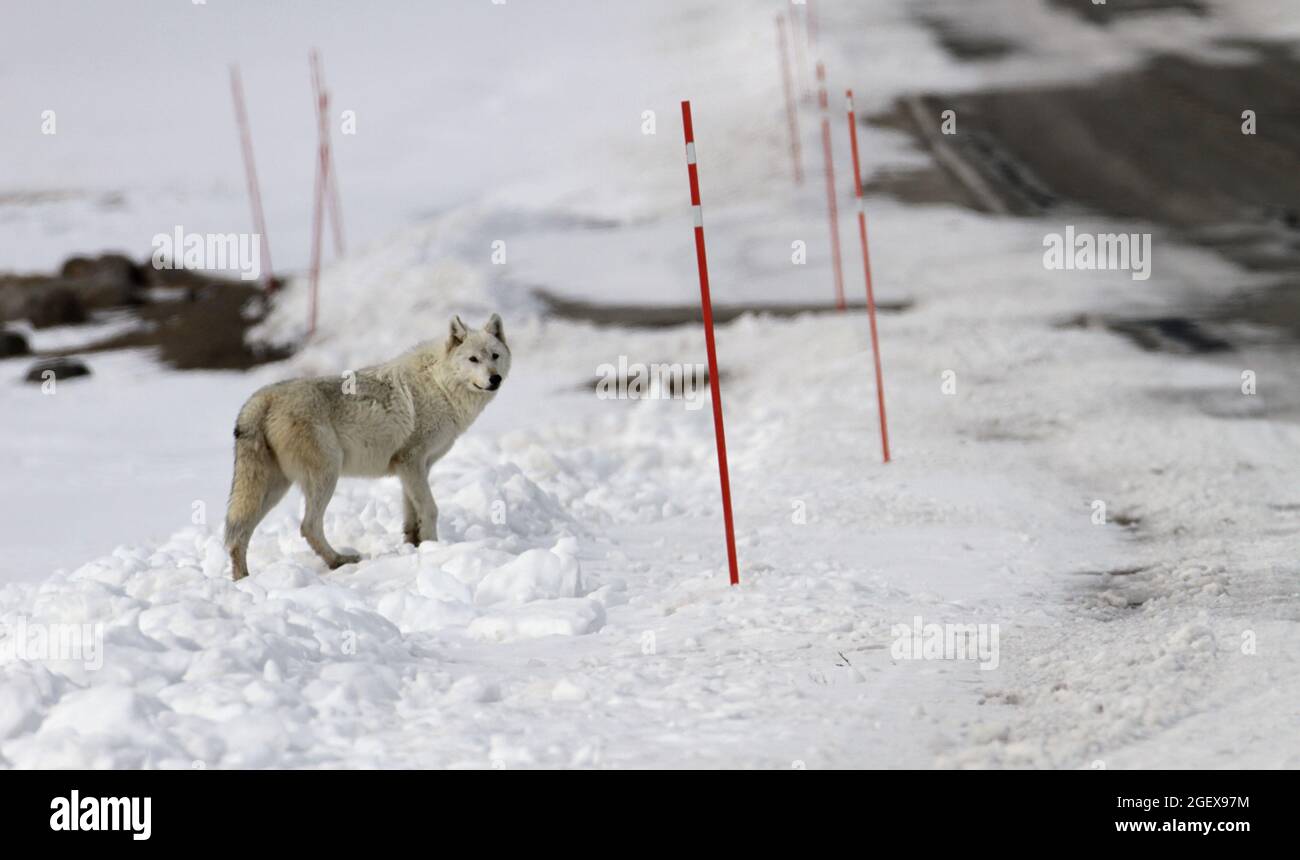 Wolf pack alpha female hi-res stock photography and images - Alamy