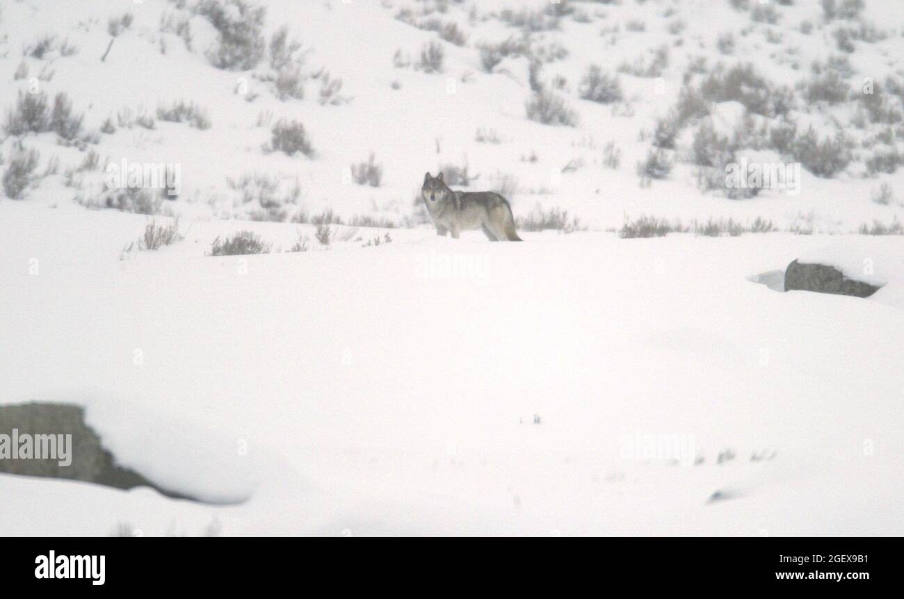 Wolf in snow at a distanceGrey wolf - standing - profile in Little ...