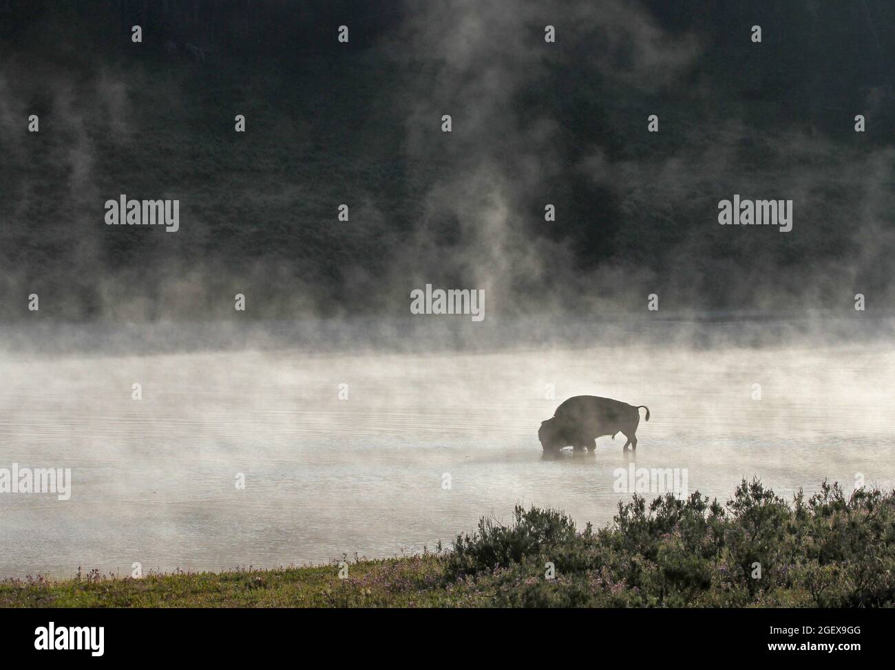 Steam bull hi-res stock photography and images - Alamy