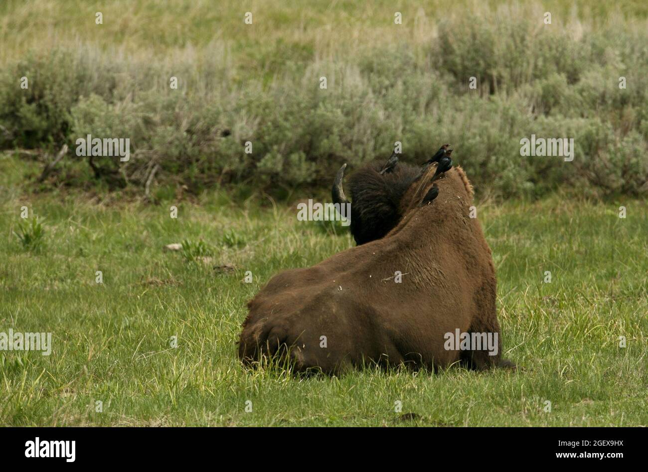 American bison lying down hi-res stock photography and images - Alamy