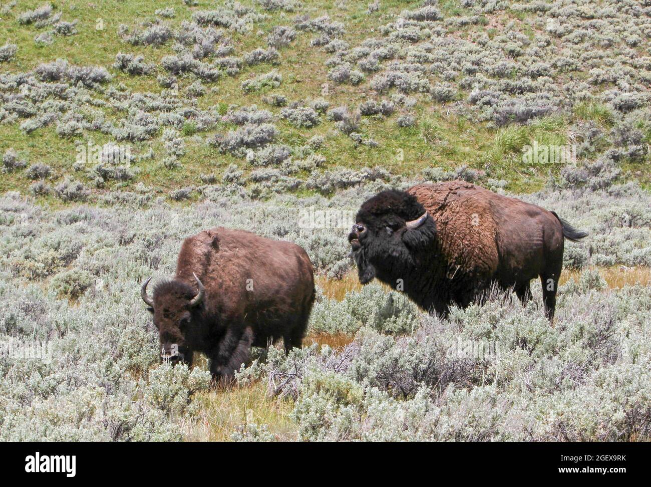 Bison in rut hi-res stock photography and images - Alamy