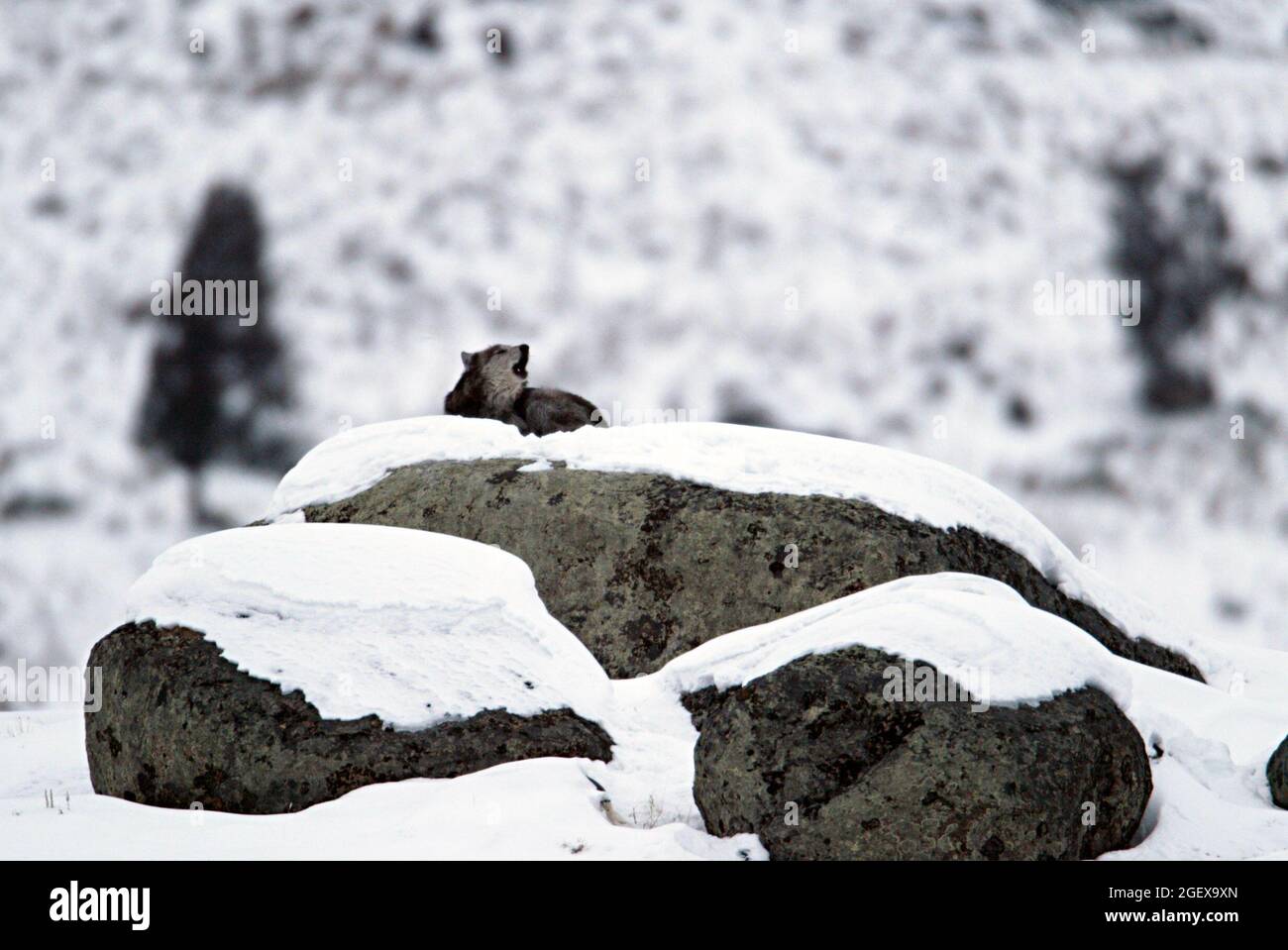 Glacial boulders are covered with snow and a wolf sits on top howling ...