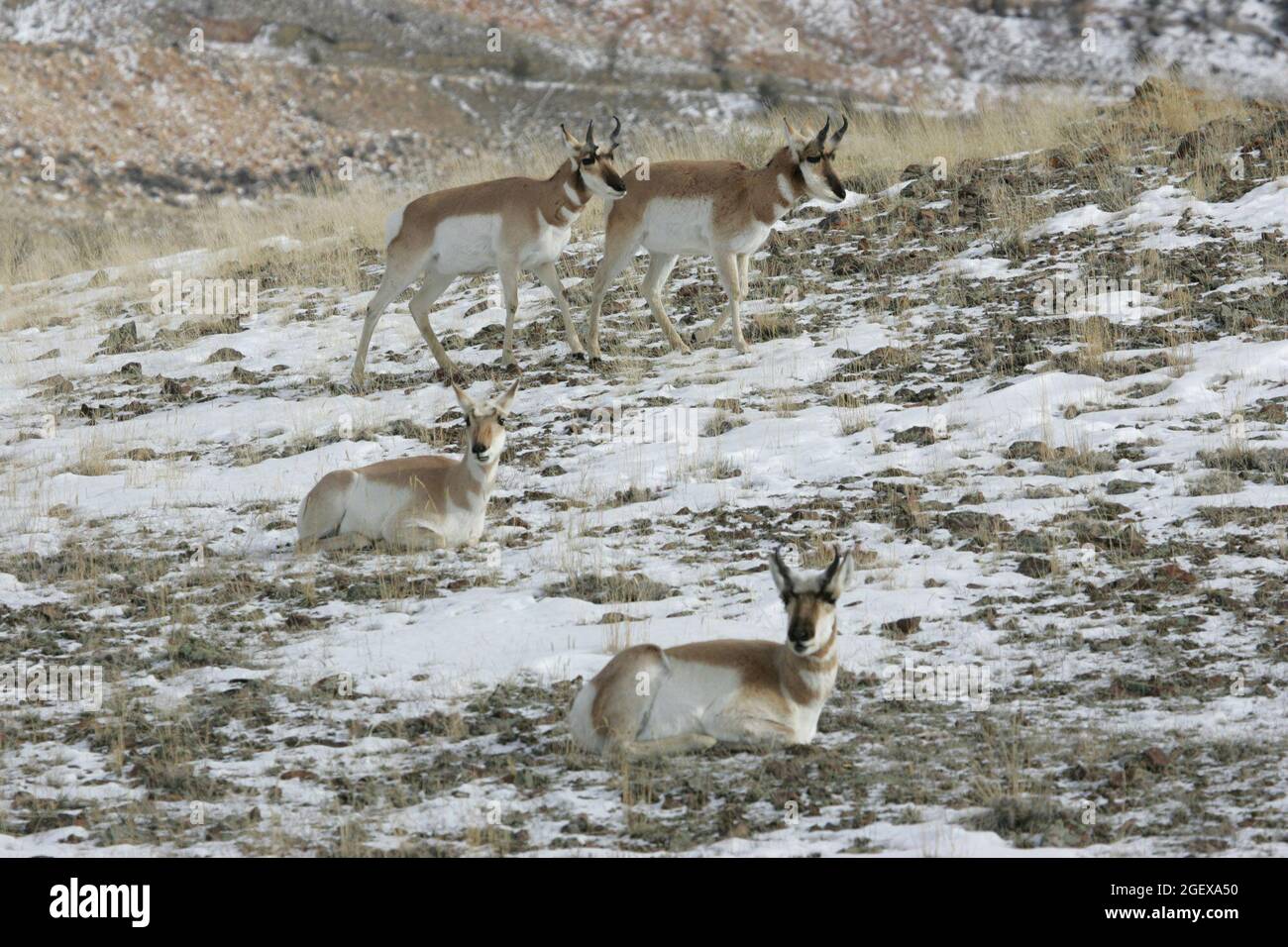 Four pronghorn, two standing and two resting, are in patchy snow in ...