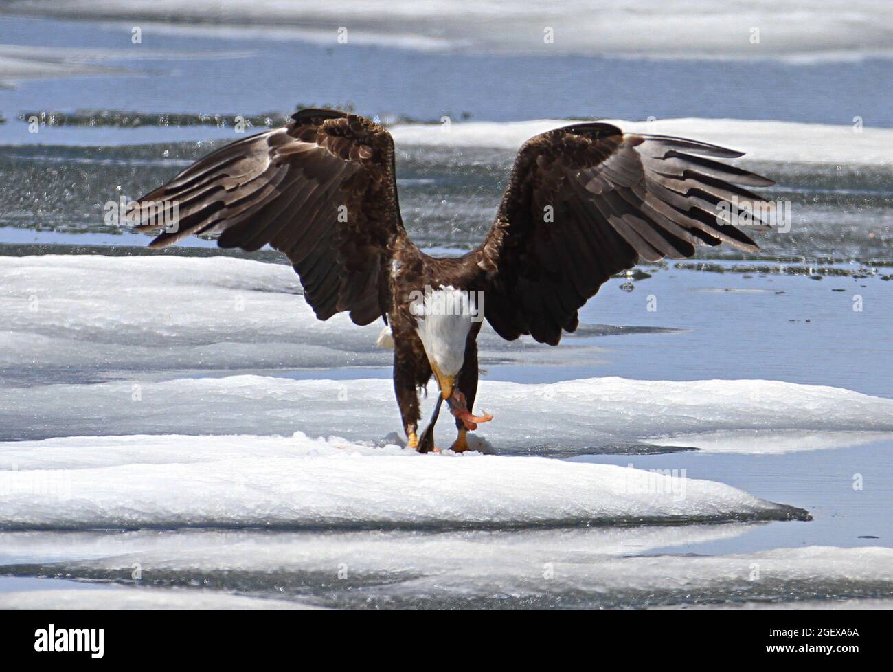 Bald eagle with trout hi-res stock photography and images - Alamy