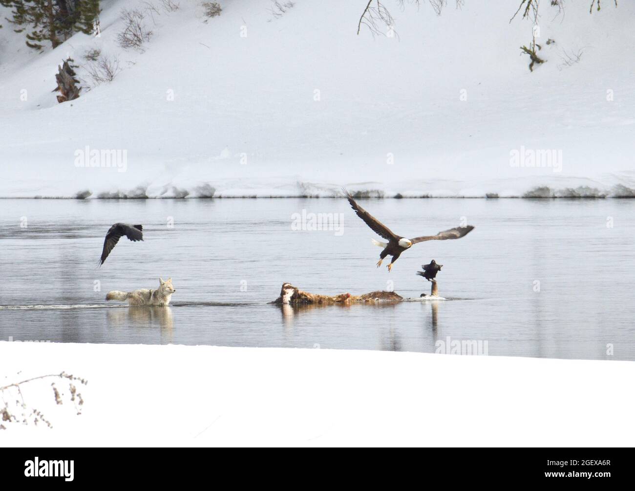 Coyote approaching bison carcass hi-res stock photography and images ...