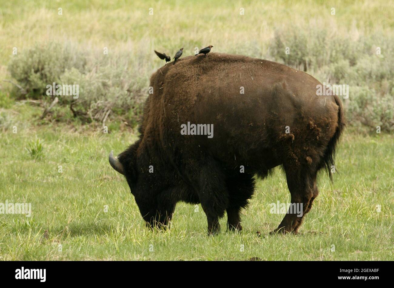 Four birds sit on the bison's back while he grazes.Cow birds on back of ...