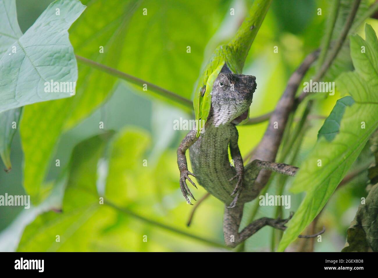 photo of green snake eats a lizard Stock Photo - Alamy