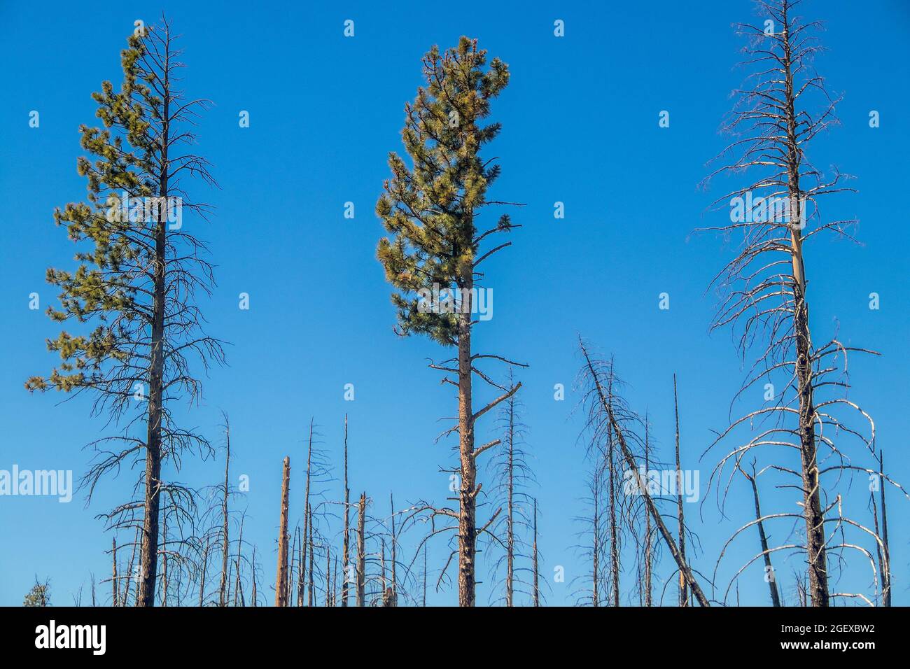 Burned pine trees jutting into the blue sky with greenery on a few ...