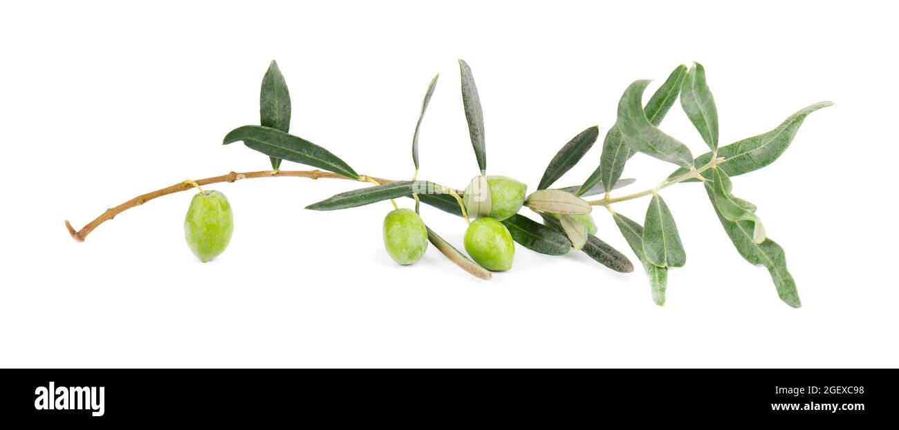 Olive branch isolated hi-res stock photography and images - Alamy