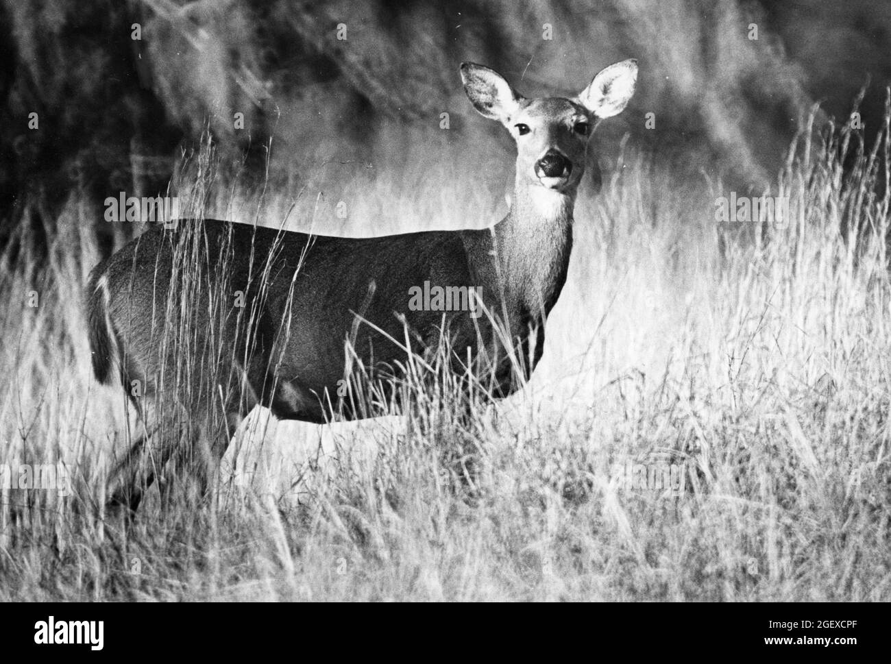 Grimes County Texas USA, circa 1988: White tail deer at Lake Somerville ...