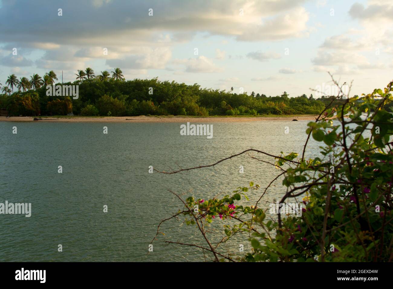 Camacari plant hi-res stock photography and images - Alamy