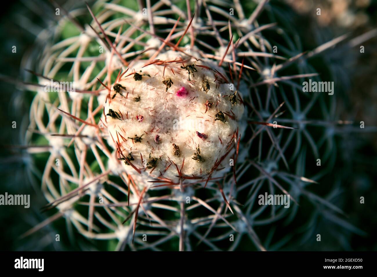 close up shot on top view of melocactus cephalium Stock Photo - Alamy