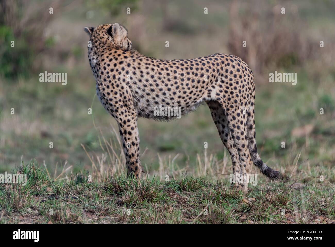 Hungry cheetah hi-res stock photography and images - Alamy