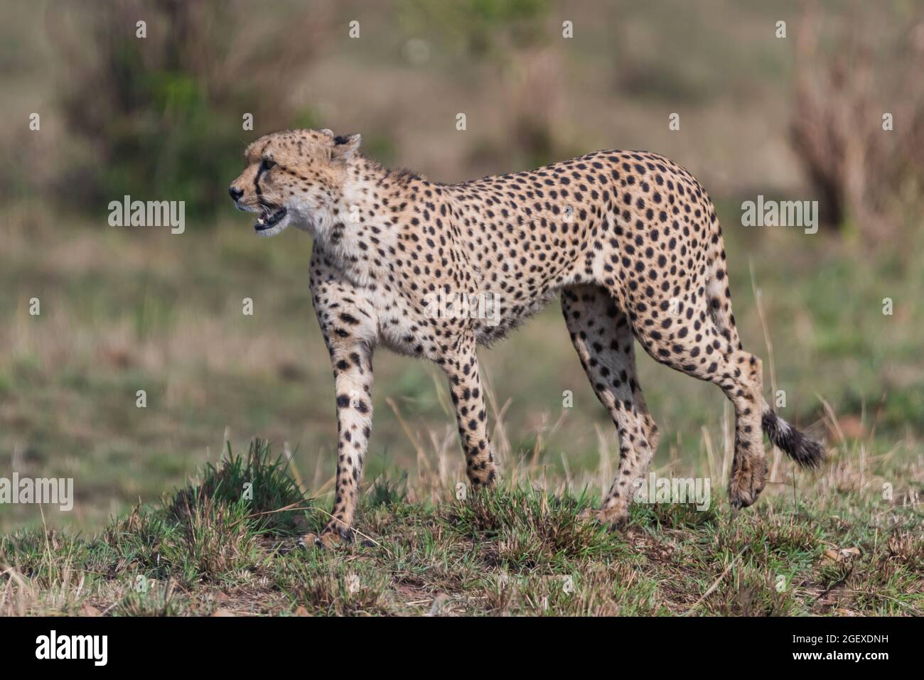 A Hungry Cheetah in the Masai Mara Plains Stock Photo - Alamy