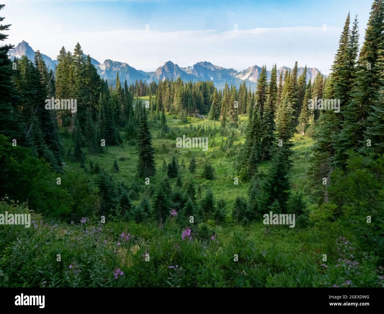 Landscape at Mount Rainier Stock Photo - Alamy