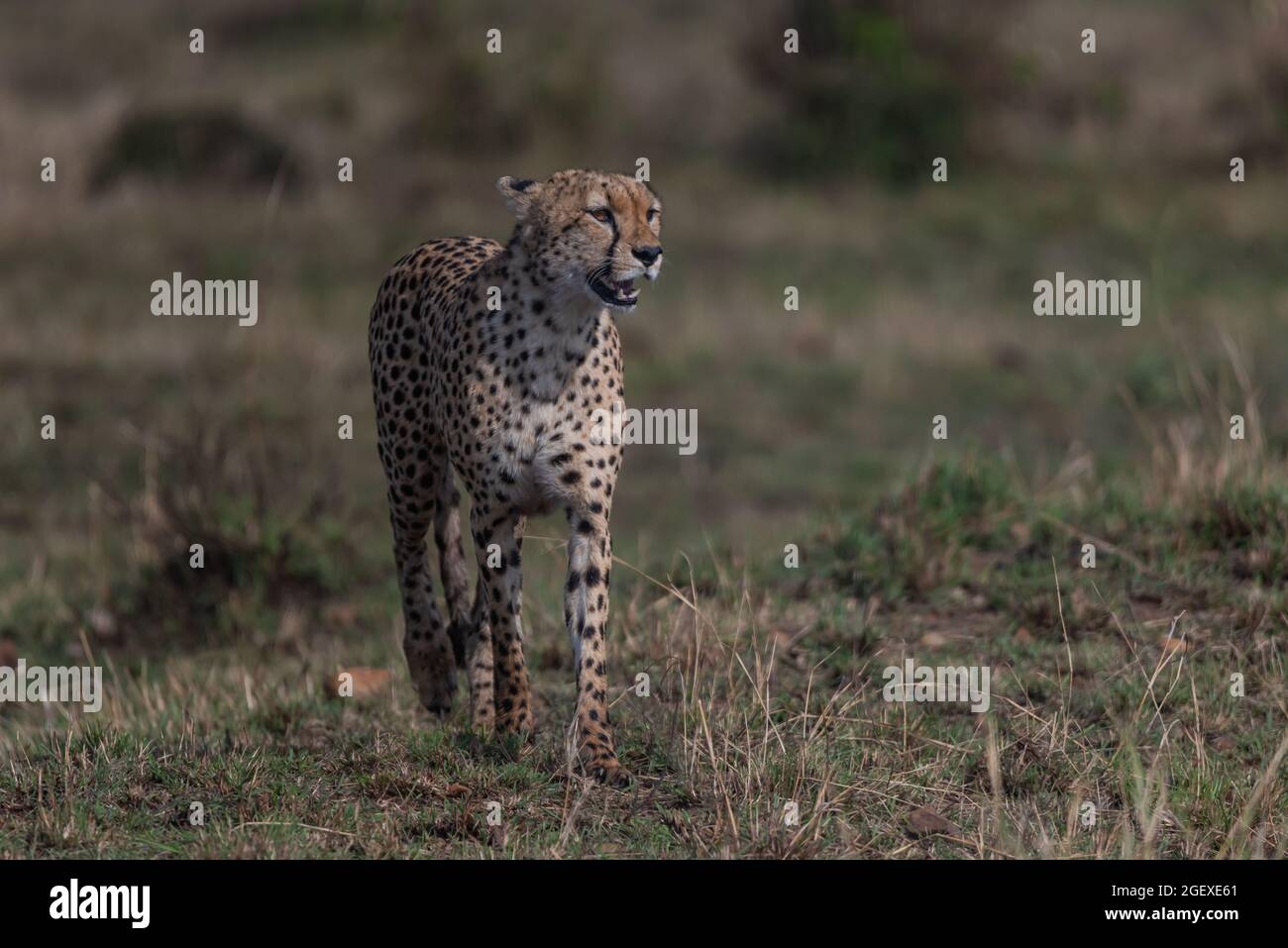 A Hungry Cheetah in the Masai Mara Plains Stock Photo - Alamy