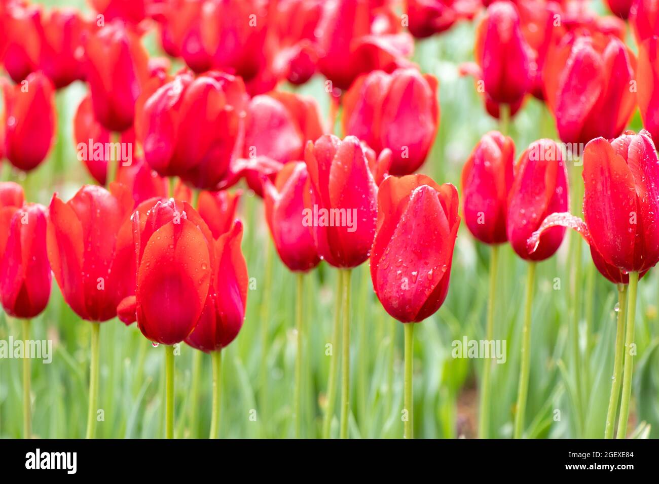 Group of red color blooming tulip flower on garden background Stock ...