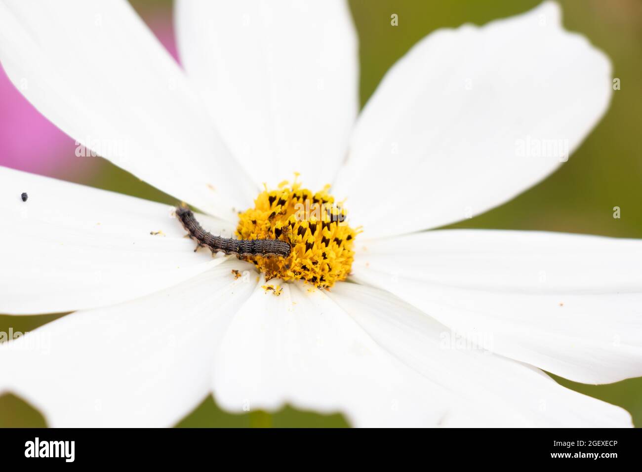 Closed up of worm on white color cosmos (Mexican aster) flower ...