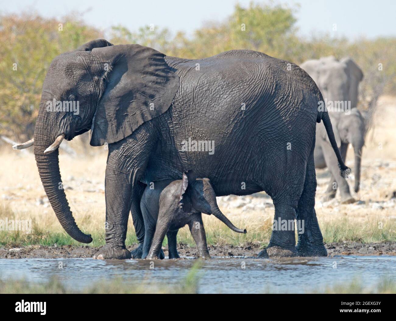 Namibia elephants hi-res stock photography and images - Alamy