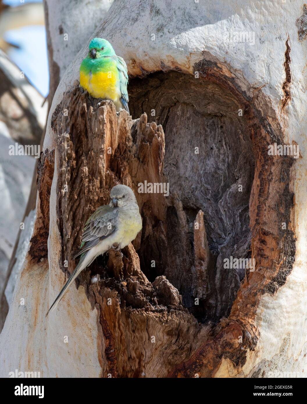 Red rumped parrots at a nest on the banks of Cooper Creek, South ...