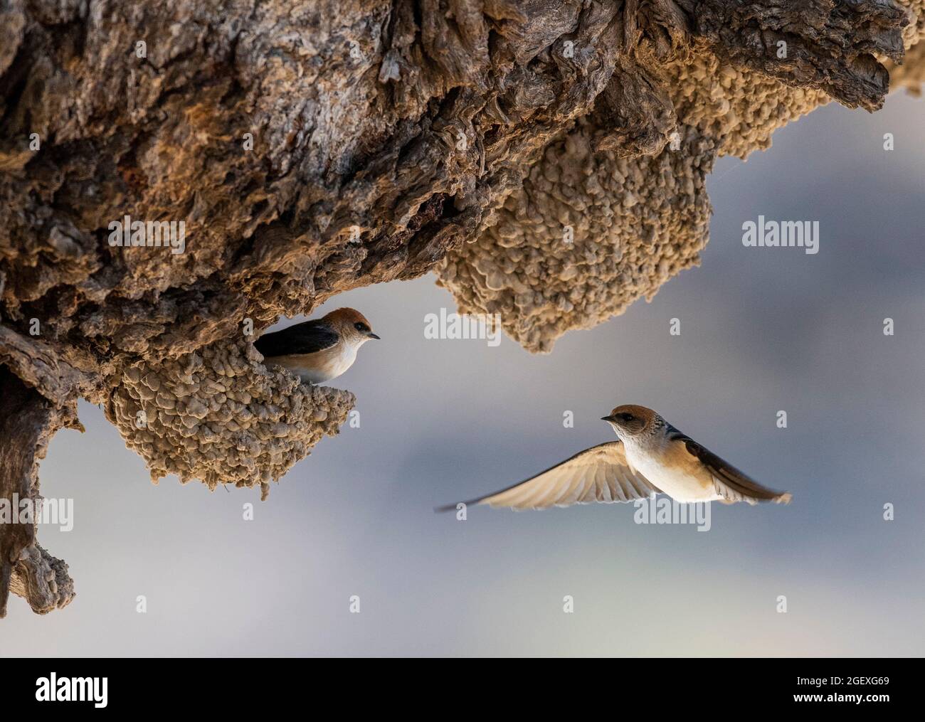 Welcome swallow nesting hi-res stock photography and images - Alamy